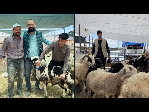 Konya’da kurban satıcıları arife gününü bekliyor #konyahaber #konya #kurbanbayramı #kurbanlık