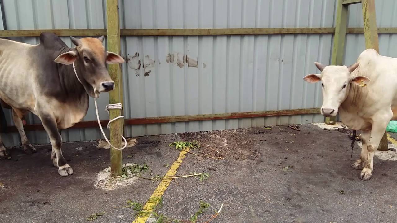 Malaysia. Cow. 2016. City. One. Plza - YouTube
