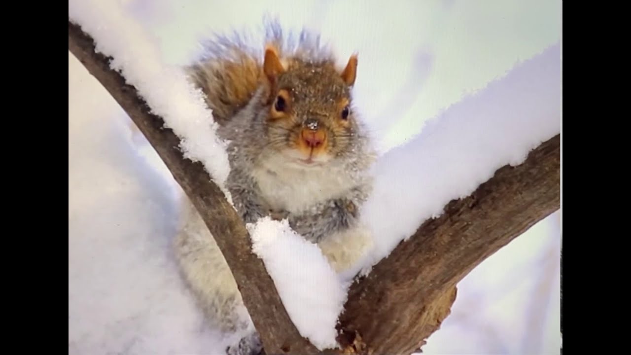 Winter Sleepers - what do animals do in winter? - YouTube