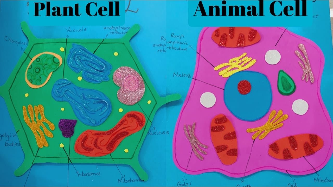 Cardboard Plant & Animal Cell Model/3d Model / Science Project # ...
