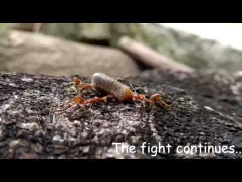Weaver ants at war