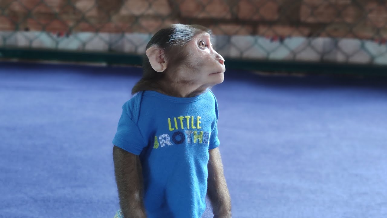 YoYo Family Hi Everyone - YouTube