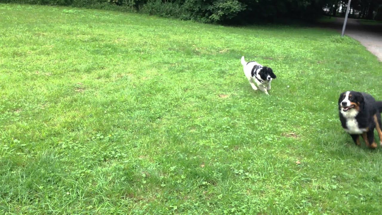 Berner Sennenhund spielt mit Landseer Welpe - YouTube