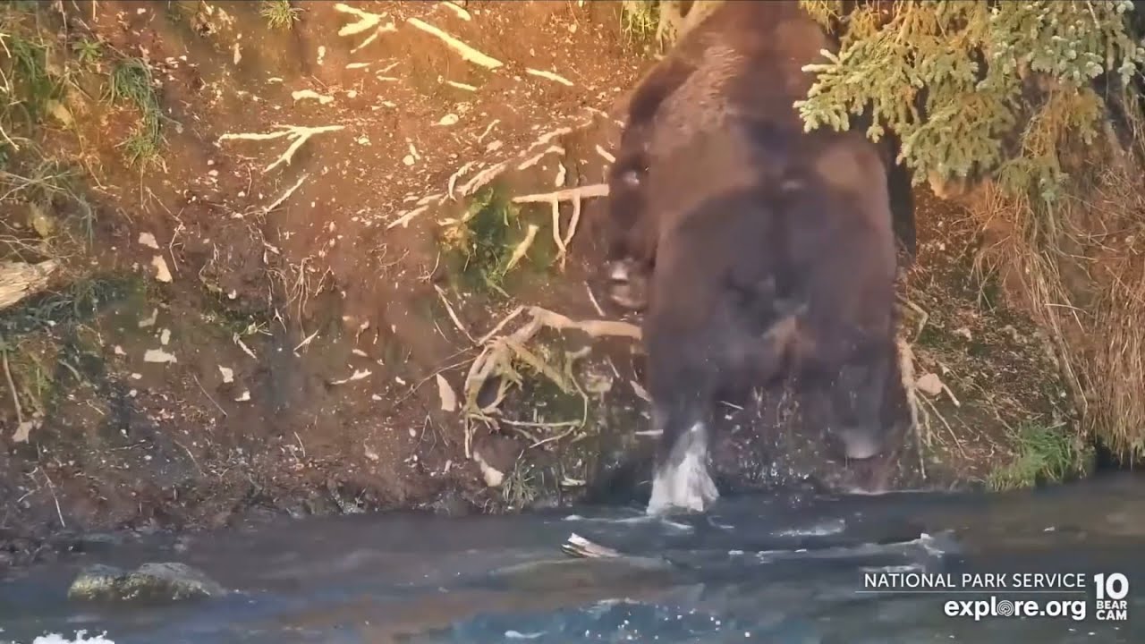 [10/11/2022] 602 "A big boy climbs the hill" (Brooks Falls Bears ...