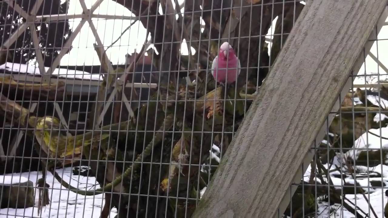 Parrot swearing at Flamingo Land Zoo - YouTube
