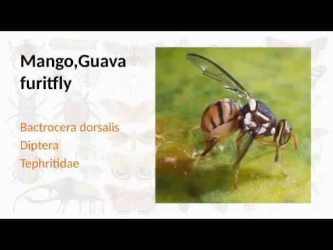 Mango, Guava fruit fly - YouTube