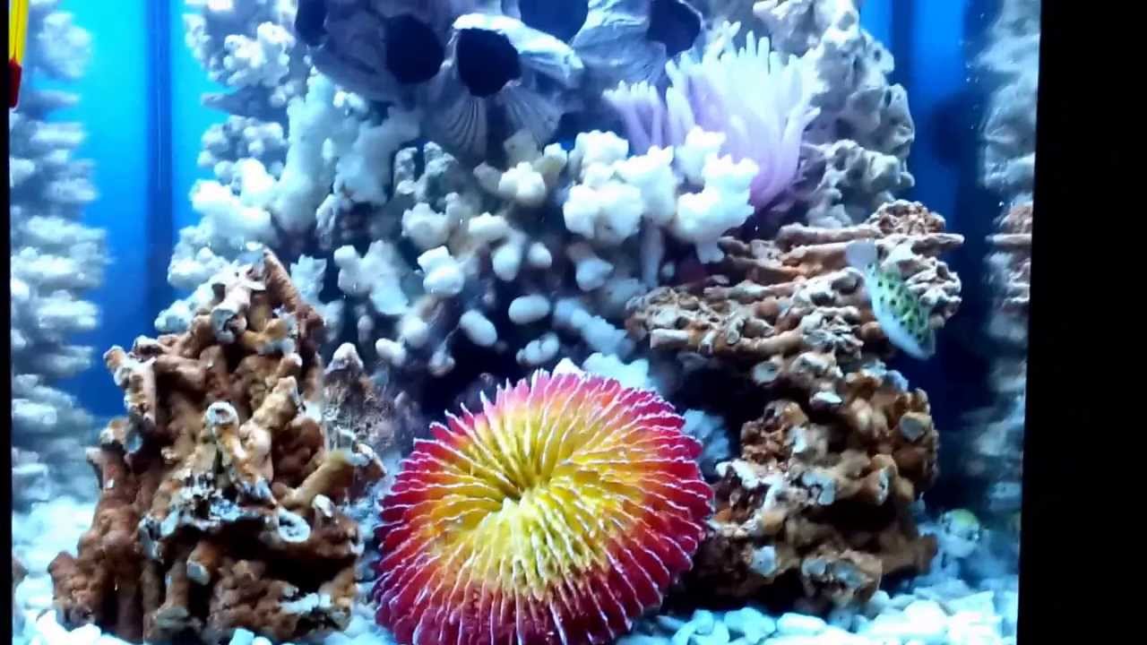 Nano reef. Puffer fish. - YouTube
