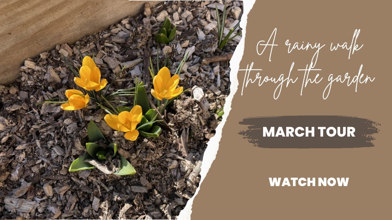 A rainy walk through the spring garden | March Garden Tour - YouTube