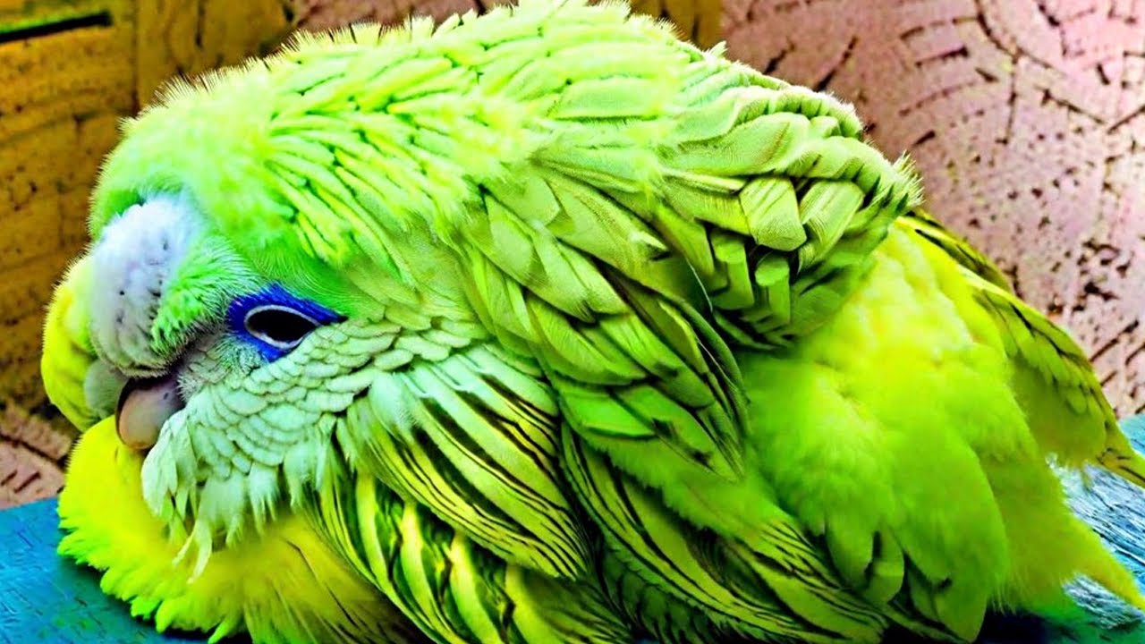 6 Most Unique Birds in the World - YouTube
