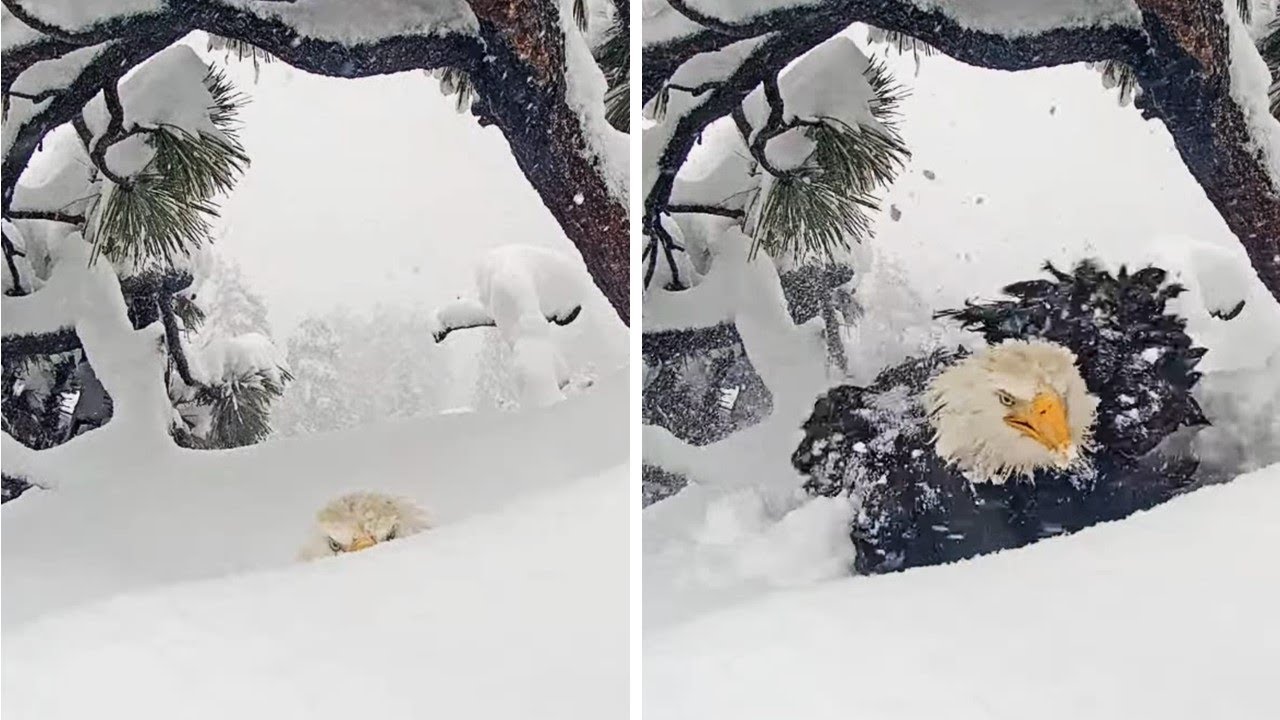 FOBBV Eagles 🦅 Jackie repeatedly buried under snow blanket ~ she kicks ...