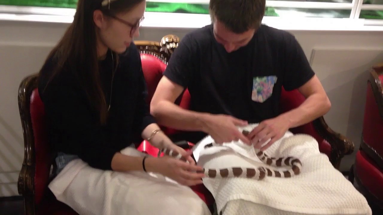 Snake Cafe Petting the Snakes! - YouTube
