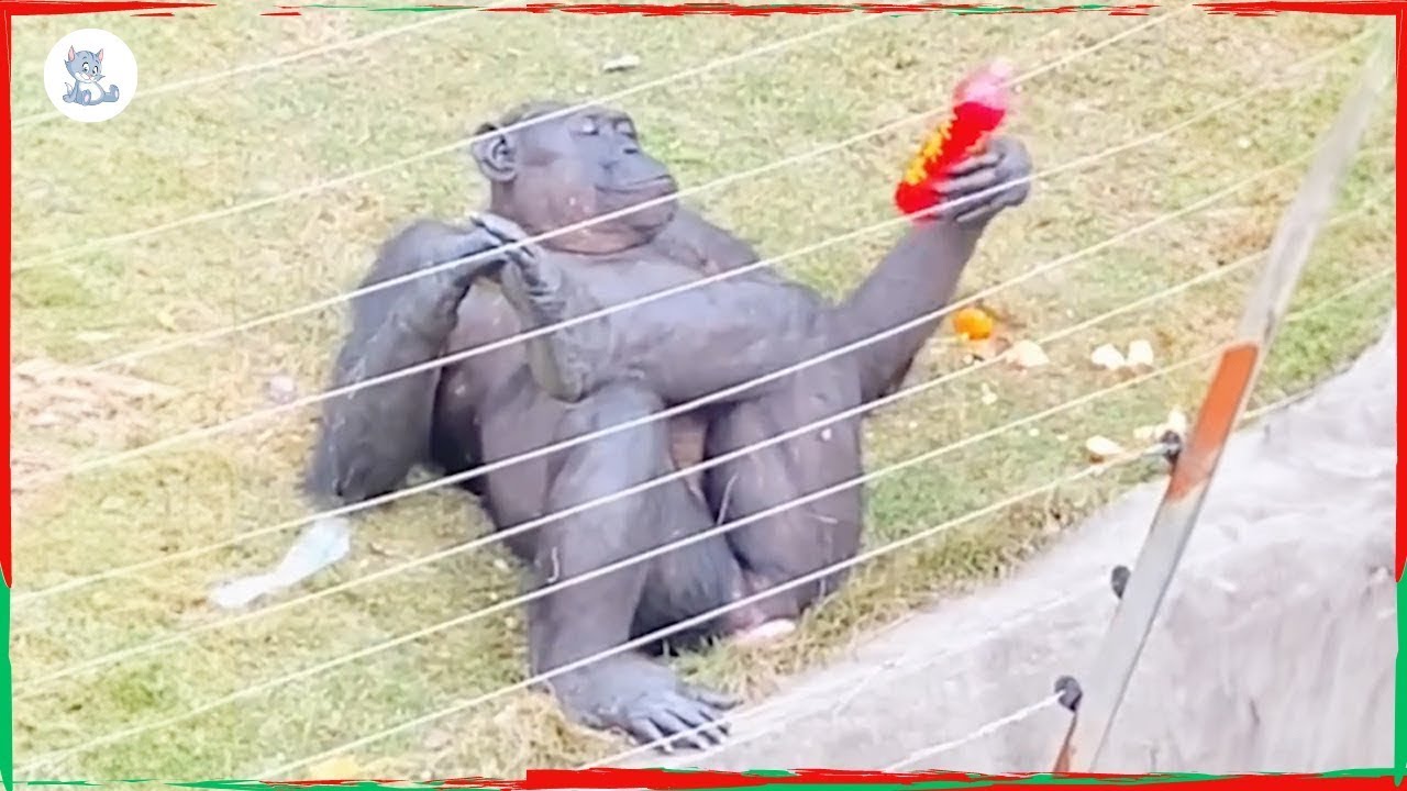 Laugh a Lot With The Funny MOMENTS OF MONKEYS 🐵 Funniest Animals Video ...