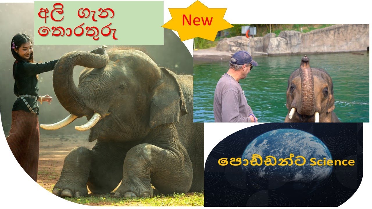 Let's learn about Elephants, අලි ගැන තොරතුරු , පොඩ්ඩන්ට Science - YouTube