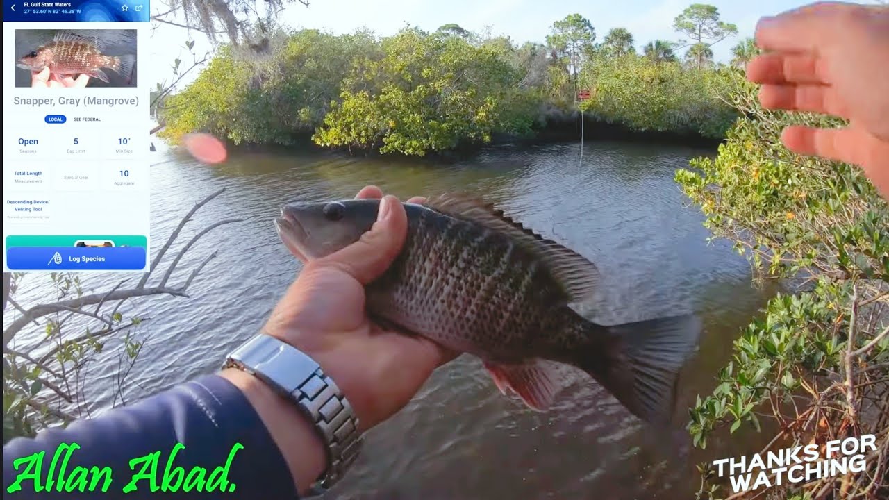 PESCANDO EN MANGLARES DOS DIAS DIFERENTES (CUBERETAS Y CORVINAS ...