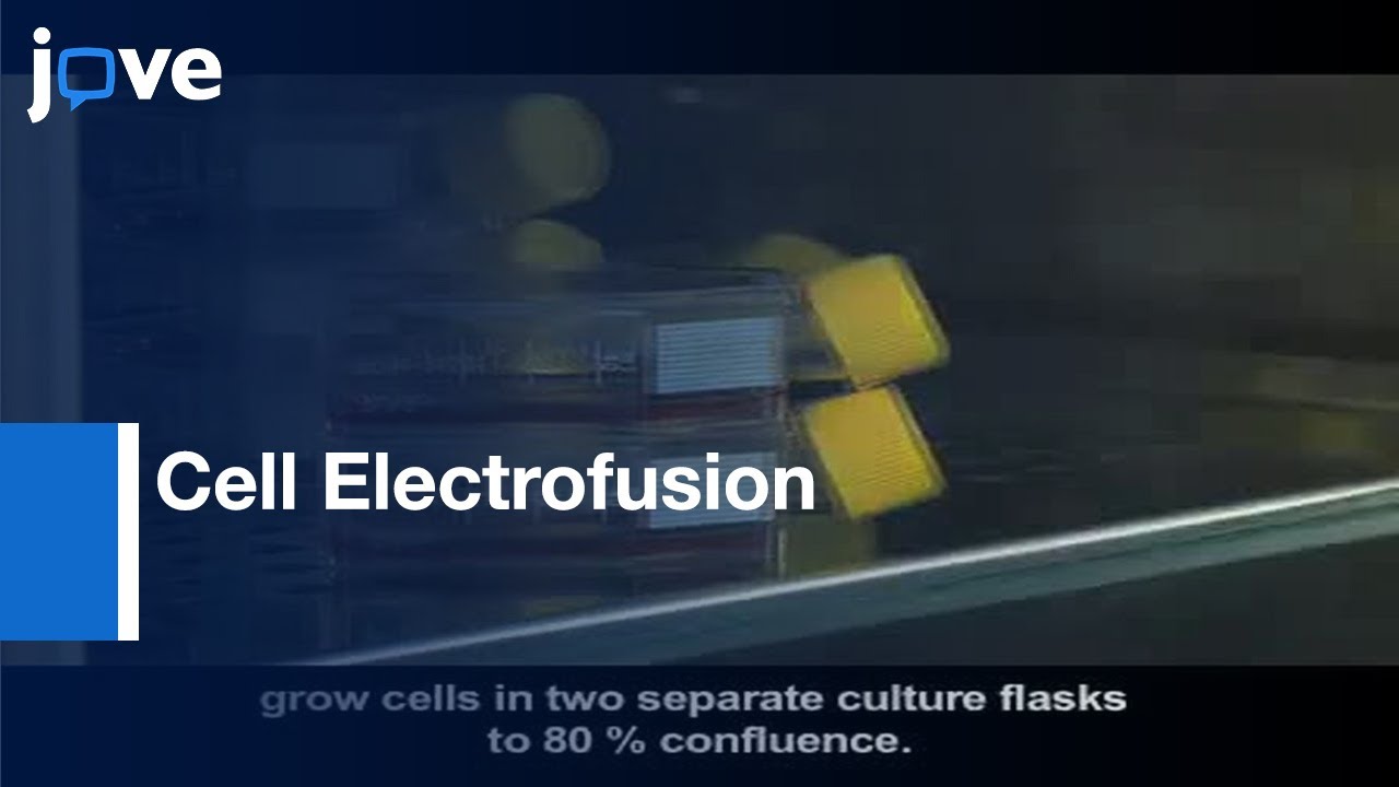 Cell Electrofusion Visualized With Fluorescence Microscopy l Protocol ...
