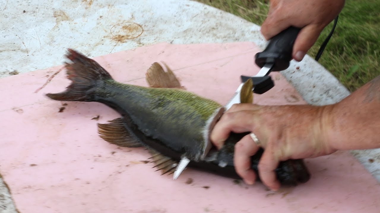 How to fillet a Largemouth Bass - YouTube