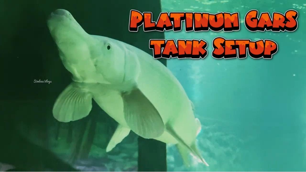 Platinum Gar tank Setup @SimbaaVlogs - YouTube