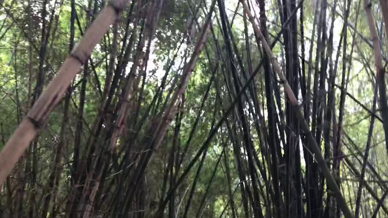 Lubao Bamboo Hub-An Experience - YouTube