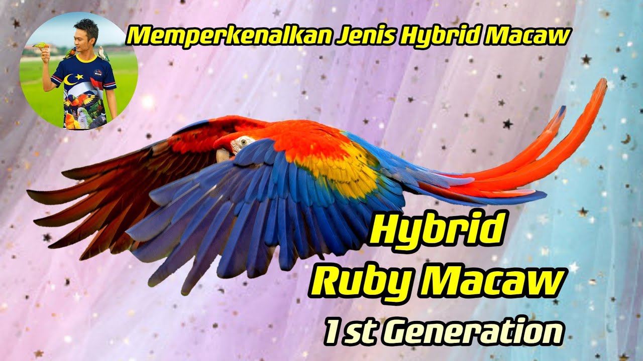 Ruby Macaw - Mempernalkan jenis Hybrid Macaw | Malaysia Parrot freefly - Hybrid Macaw - YouTube