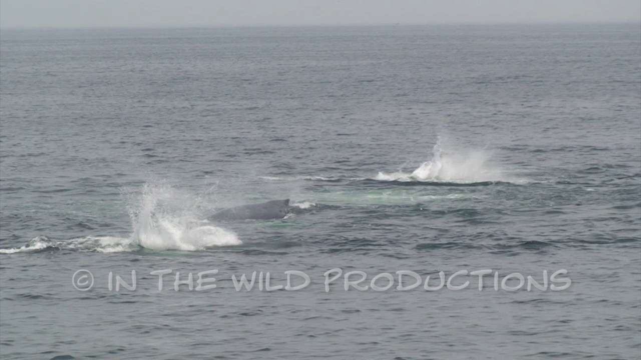 Humpback Whales Lobtail 110567 - YouTube