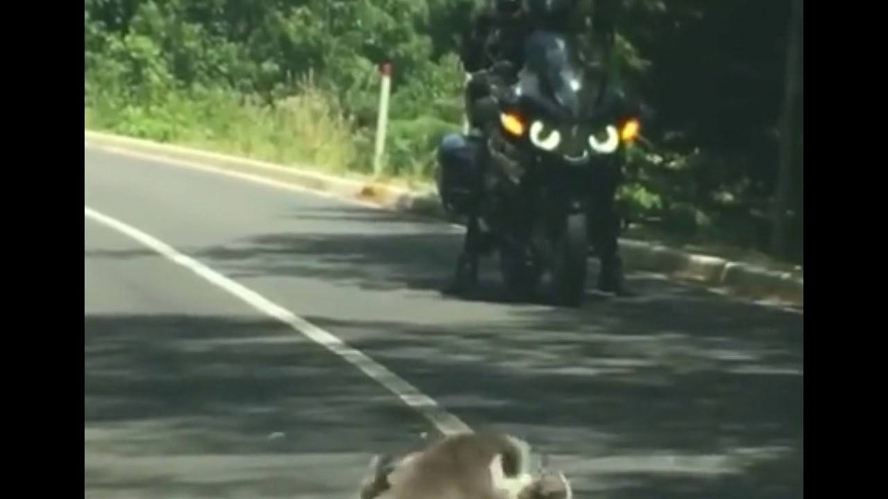 Koala Brawl: Koalas Fight on Australian Road Near Adelaide - YouTube