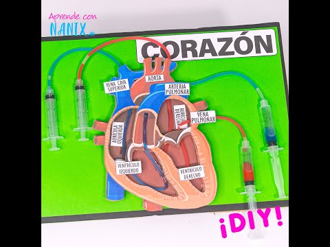 Maqueta del Corazón ¡DIY!