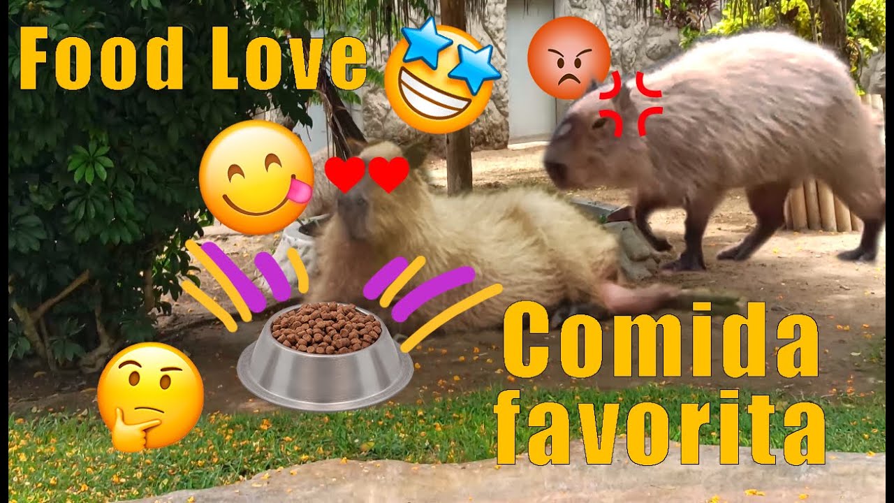 Alimentación de Carpinchos - Capybara's food - YouTube