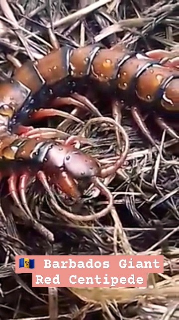Barbados 🇧🇧 Giant Red Centipede Chilling in a Light Drizzle #centipede ...