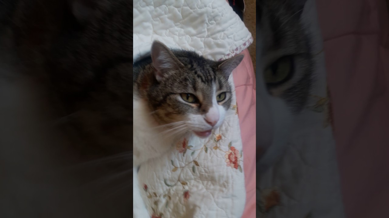 Gus the Talking Cat - YouTube