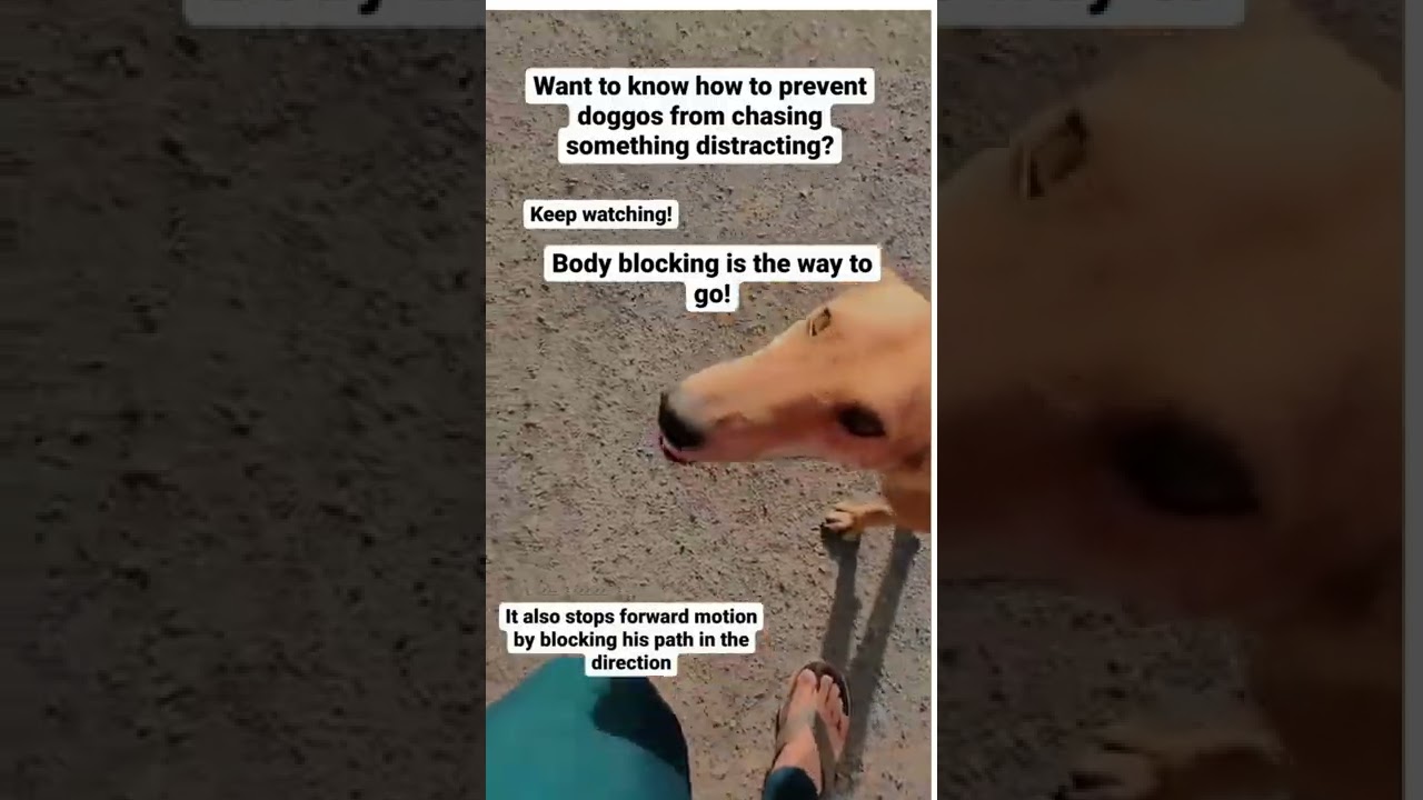 Body Blocking For Dogs - YouTube