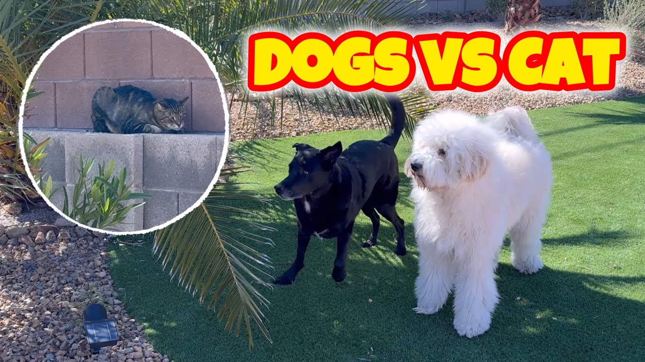 Dogs 🐩 🐕‍🦺 VS Cat 🐈 - YouTube