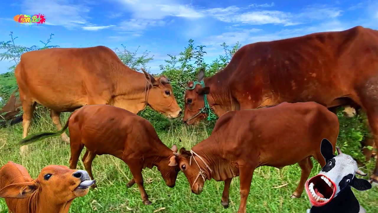 Con bò, con bo, con bo keu, nhac con bo,CON BÒ, BÒ ĂN CỎ, video con bò ...