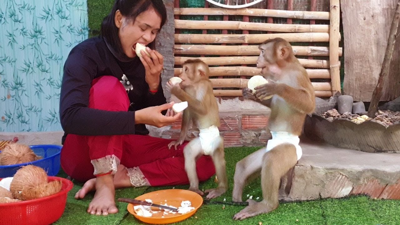 Cute little Yoko and Mr. Koko yummy eating Coconut with mom /Koko&Yoko ...