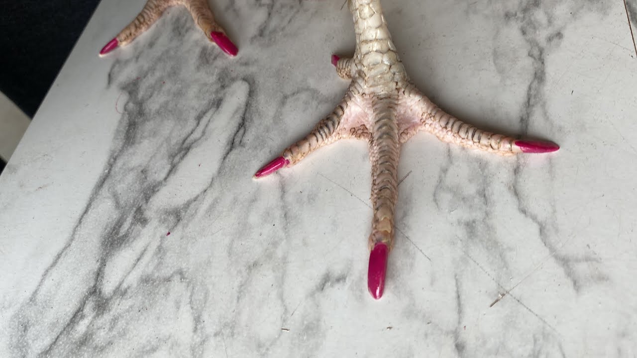 How to do chicken’s pedicure- chicken model Josephina - YouTube