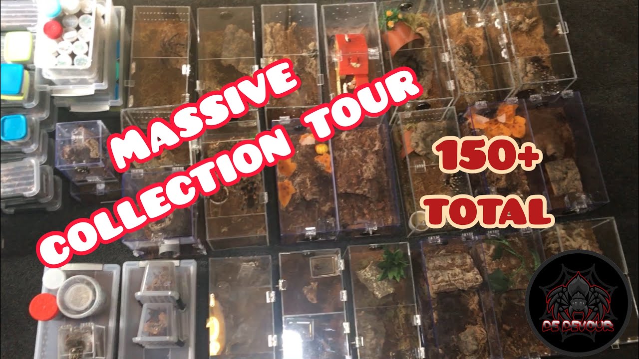 Tarantula Collection Tour part 1 - YouTube