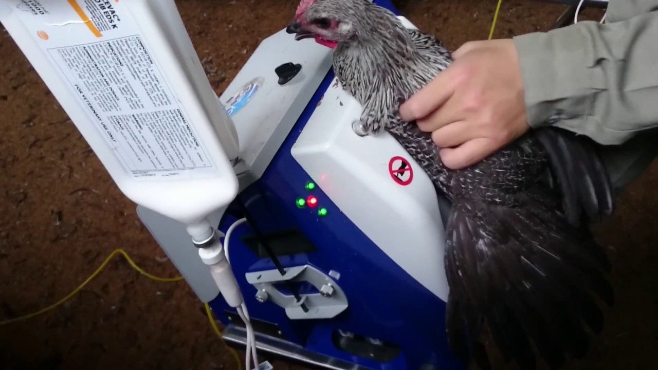 LTN - Tiêm 7K cho Gà Ai cập bằng máy tiêm Imvac ( Pullets were ...