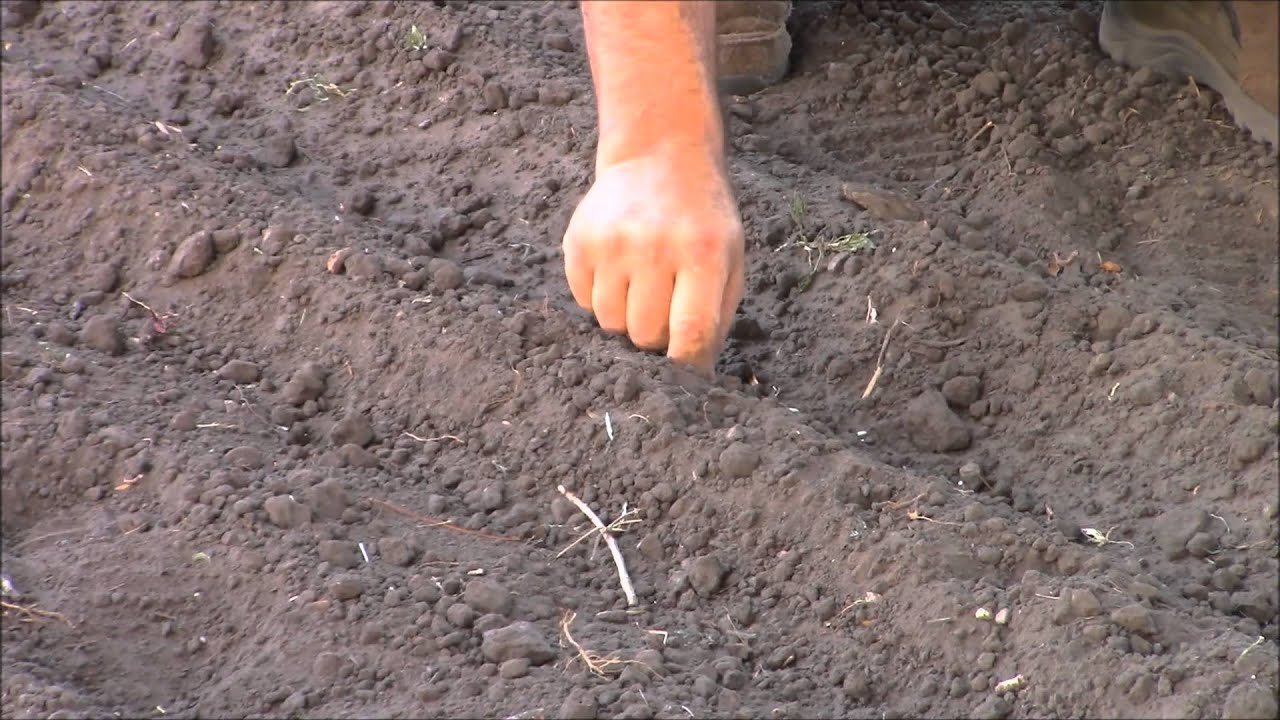 Method 1 - Planting on Row Mounds - YouTube