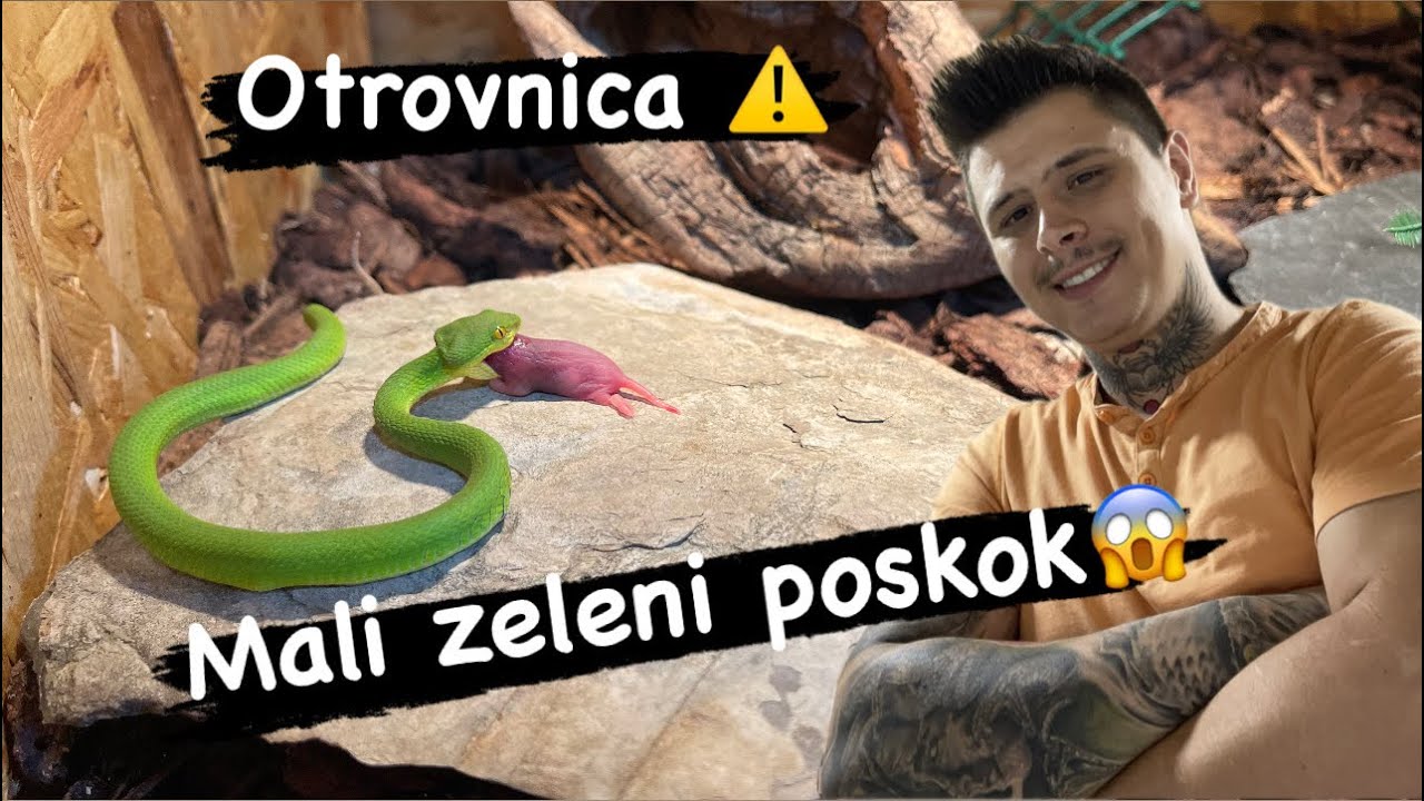 Mali zeleni poskok hranjenje - YouTube