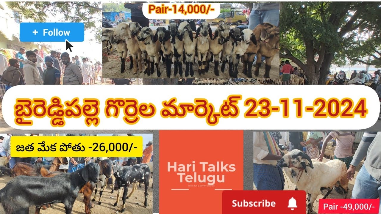 baireddipalle sheep market 🐏🐑 23-11-2024, Nellore Judipi, Nellore Brown ...