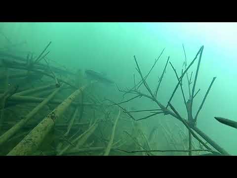 nembak ikan Toman
