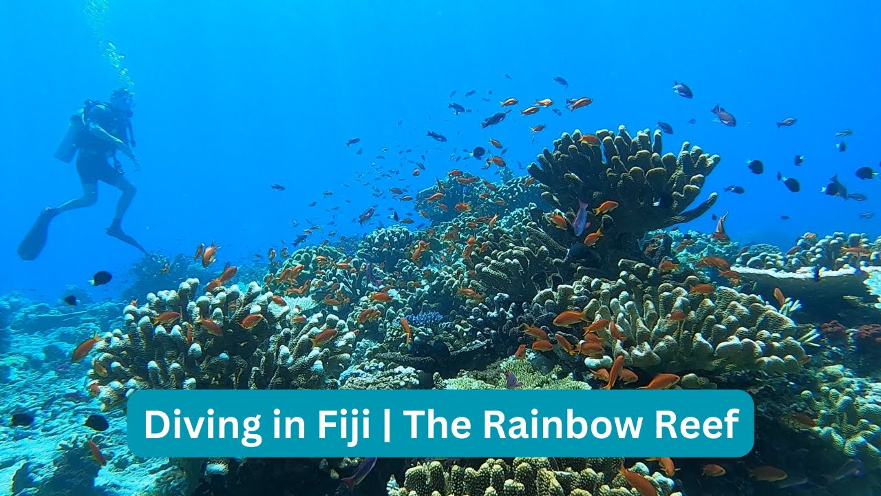 Fiji 2023 | Diving Taveuni's Rainbow Reef - YouTube