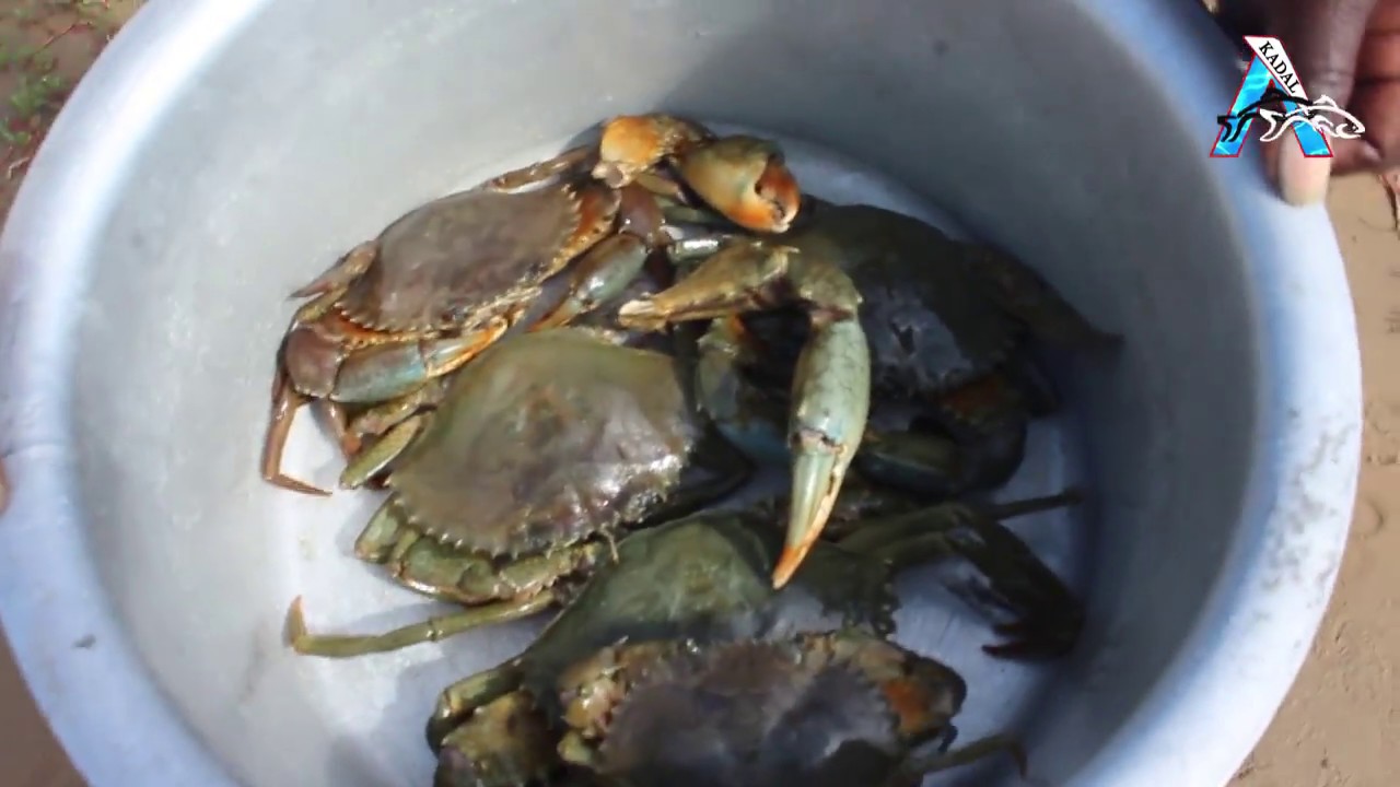 Easy Crab Biryani - Country Foods - Big Mud Crabs in Our Village - YouTube