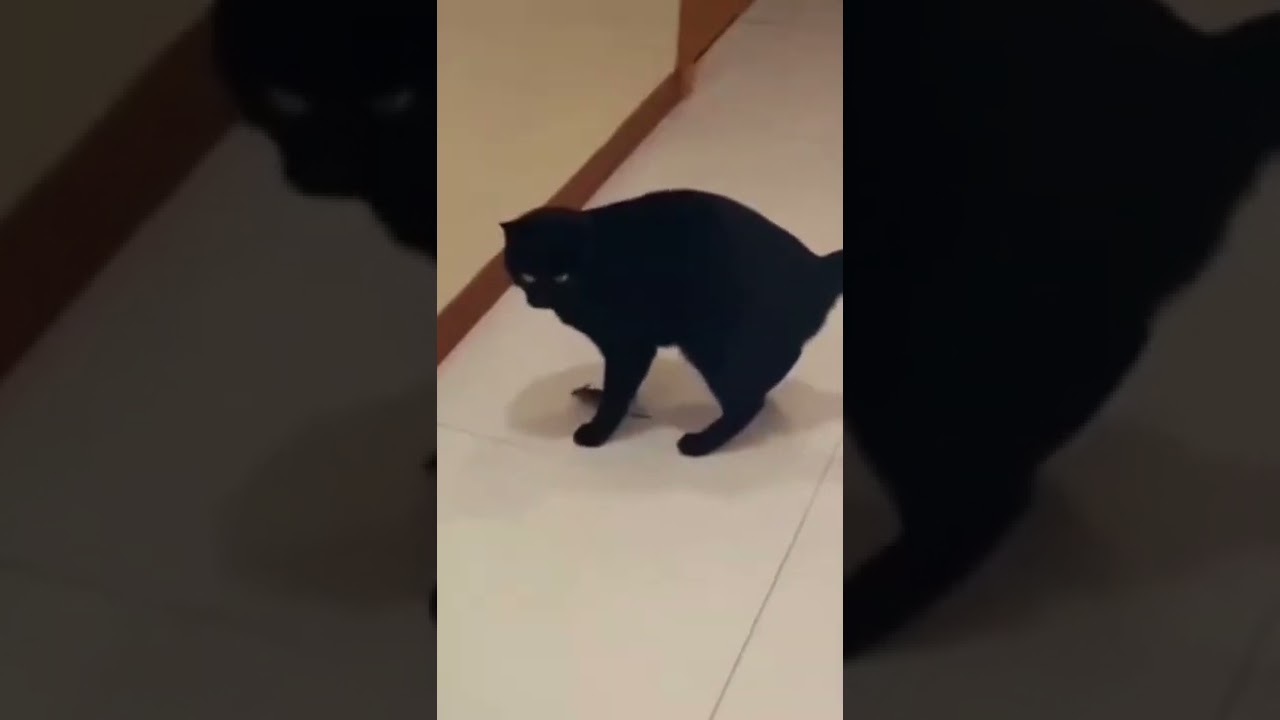 very dumb cat - YouTube