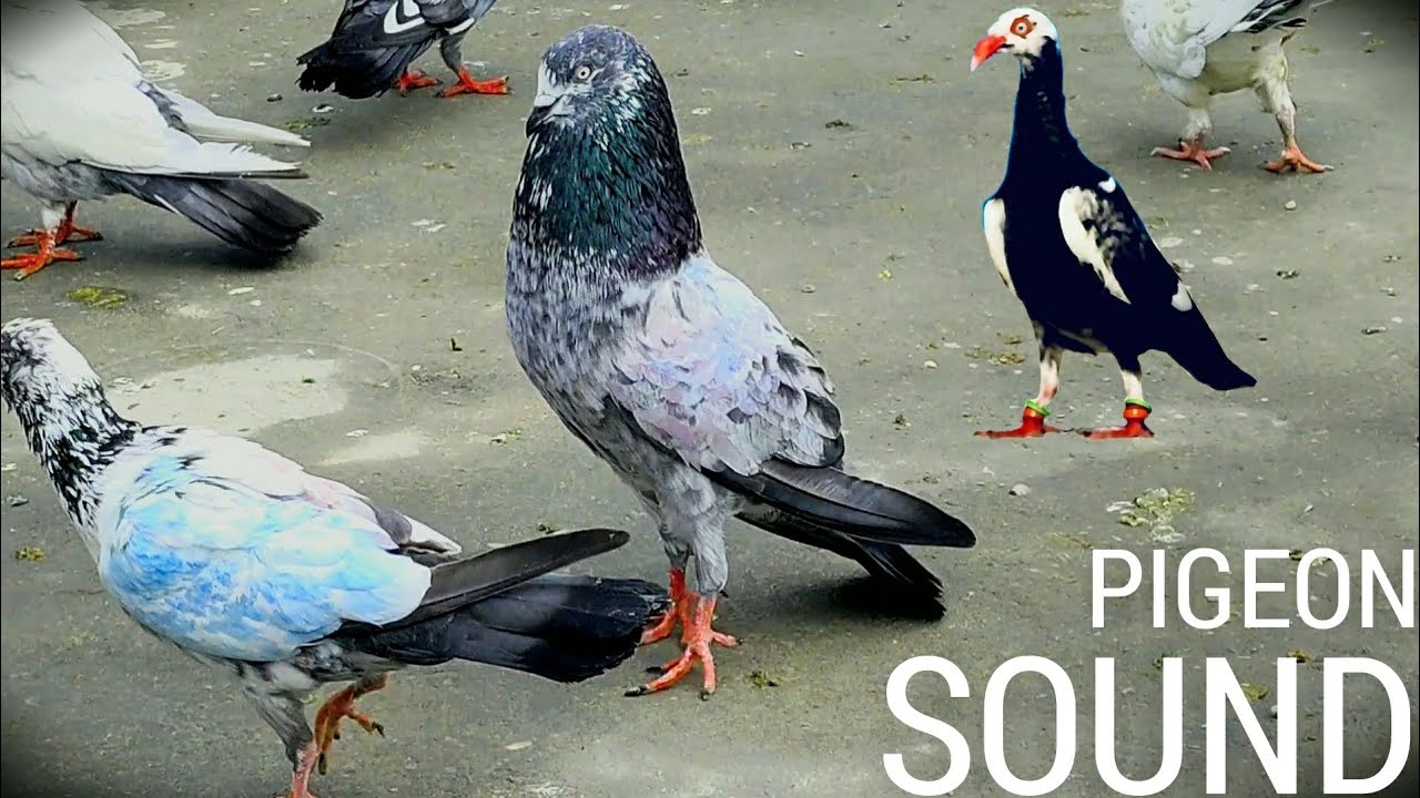 Pigeon sound video ll male pigeon super performance ll Black pigeon ...