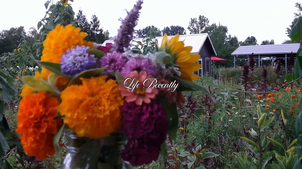 Life Recently - YouTube