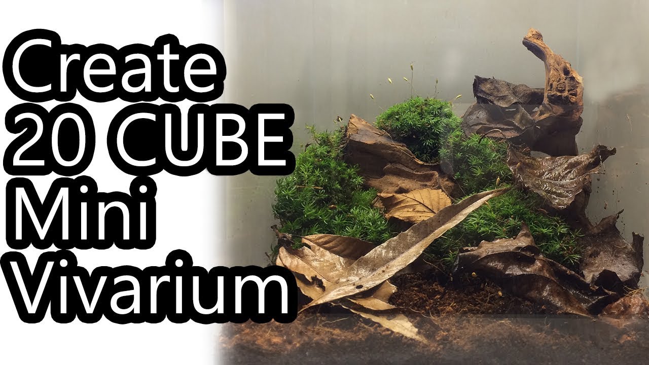 20큐브 비바리움 만들기 / 20 Cube Vivarium Making / 20キューブビバリウムを作る - YouTube
