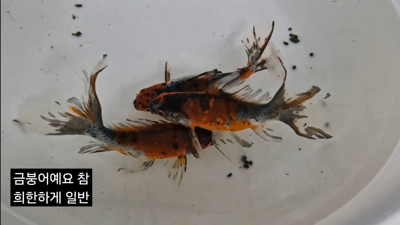 광애꿈동산 금붕어대통령 korea goldfish farm - YouTube