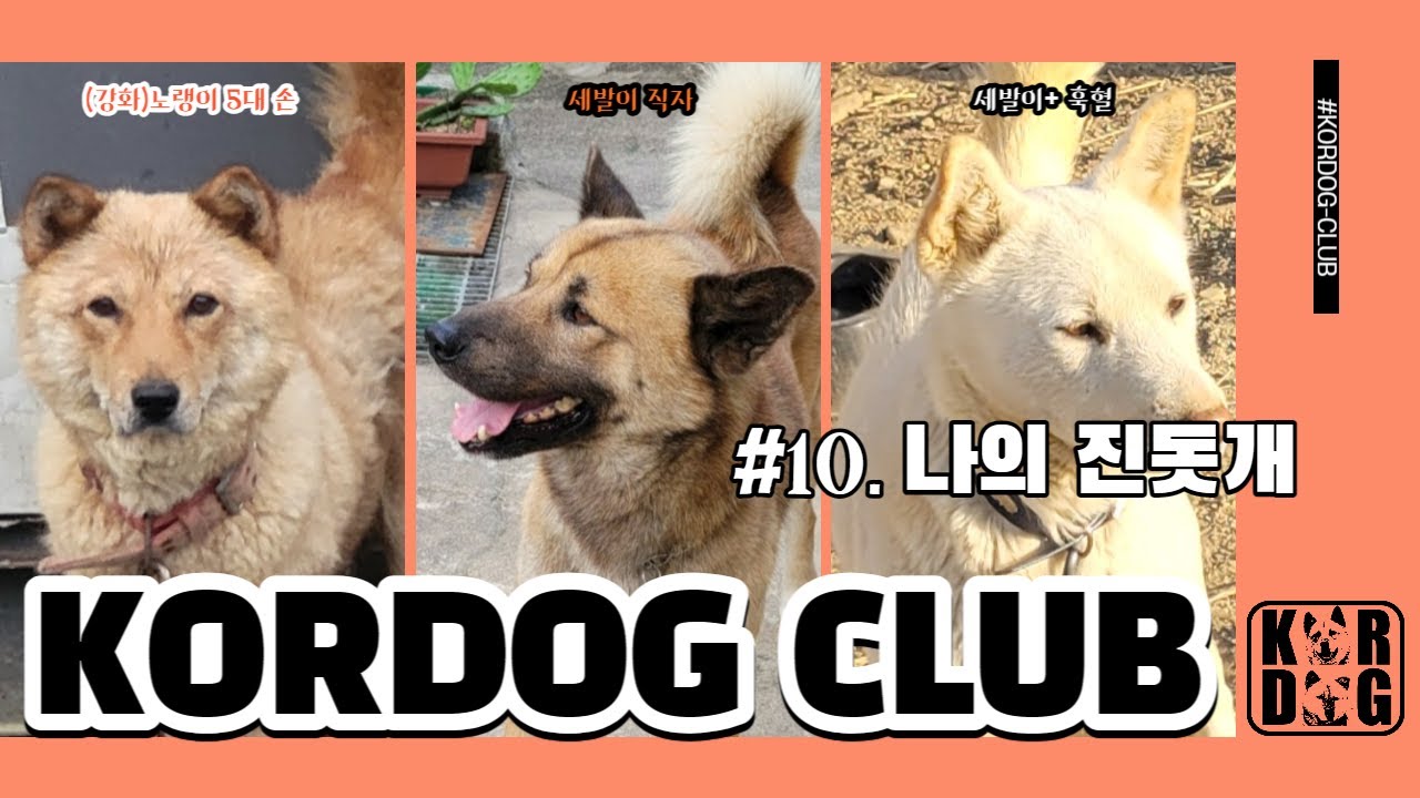 [kordog TV] Korean Jindo dog, #10 나의 진돗개들 - YouTube