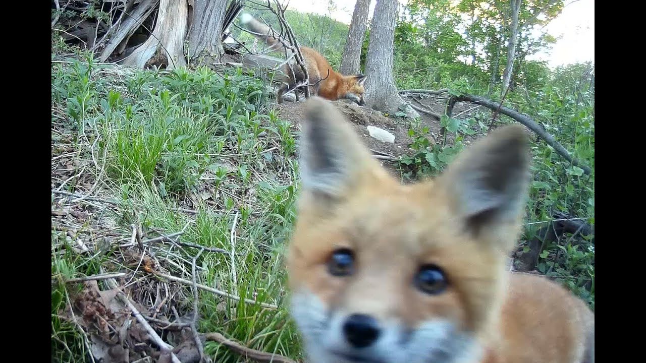 May 18 fox clips - YouTube