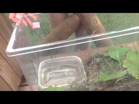 How to set up a toad cage - YouTube